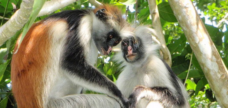 Jozani Forest Tour Zanzibar Price From $40 USD